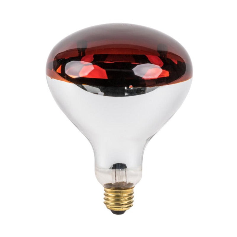 Brooding Bulb - Wasiniki Poultry Farm